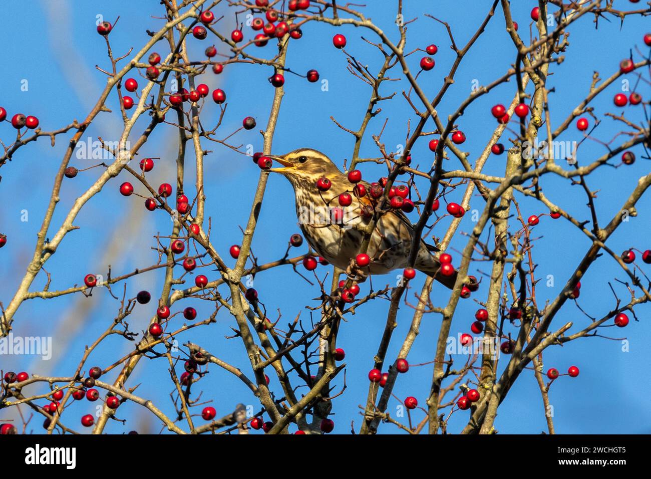 A Redwing bird, Turdus iliacus eats berries from the branches of a ...