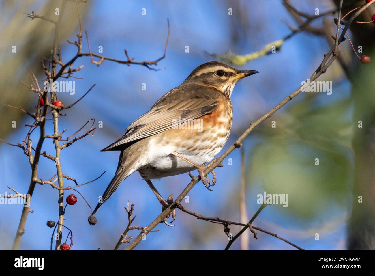 A Redwing bird, Turdus iliacus sits on the branches of a Hawthorn tree ...