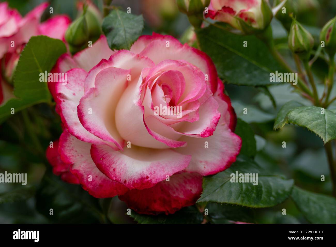 Pink roses sway in wind hi-res stock photography and images - Alamy