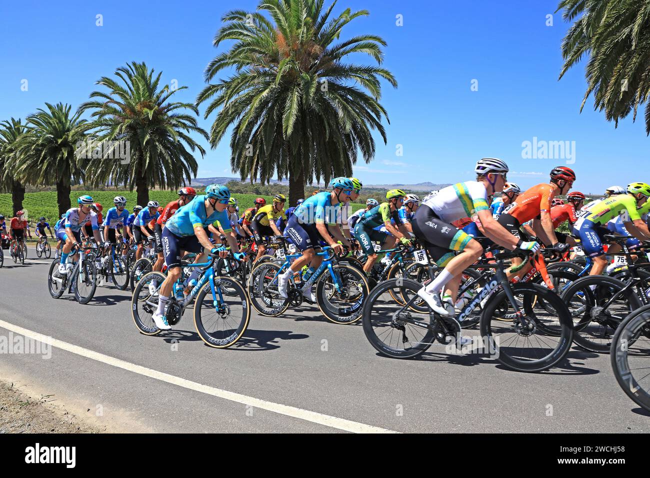Riders competing in stage 1 of the 2024 Tour Down Under in the wine ...
