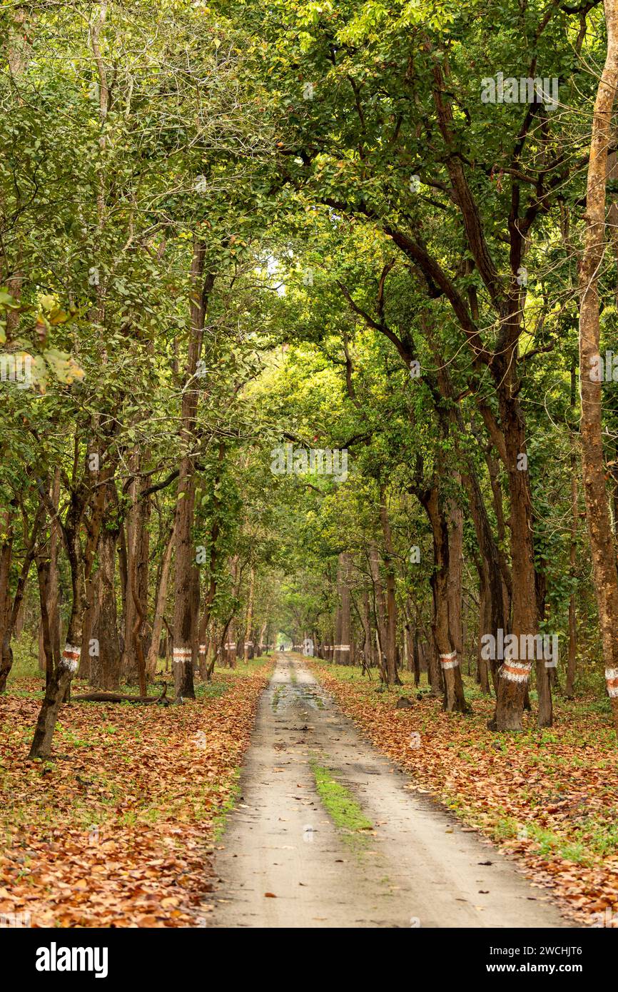 Shorea robusta terai hi-res stock photography and images - Alamy
