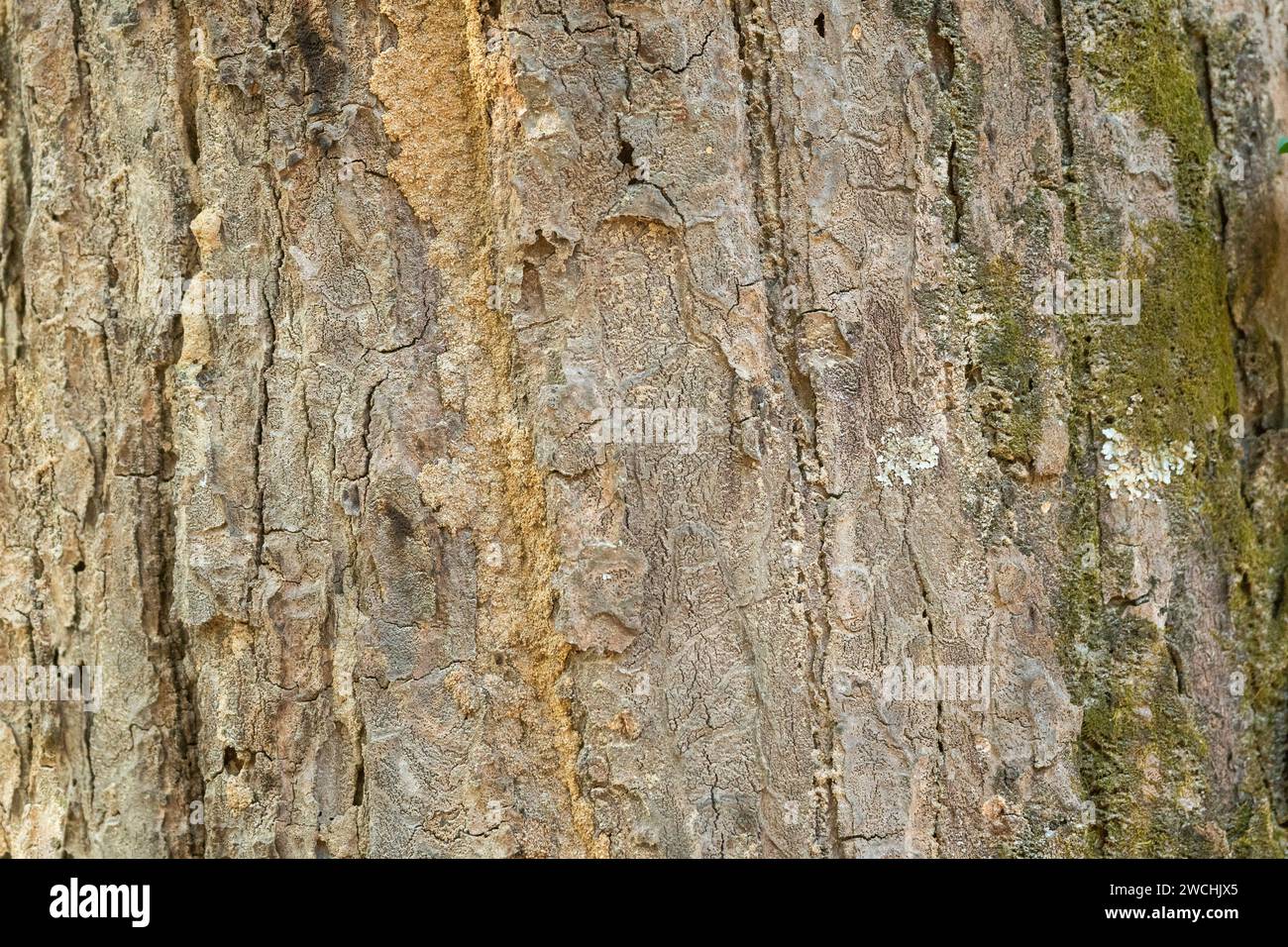 Tree bark paste hi-res stock photography and images - Alamy