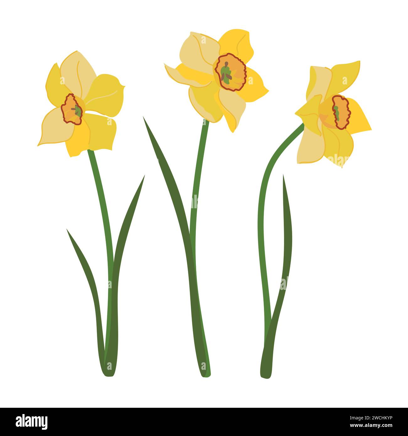 Yellow daffodils set with green leaves in flat style. Cartoon vector ...
