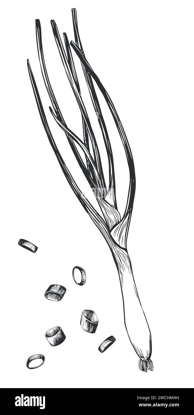 Green onions. Hand drawn vector illustration of vegetables in engraving ...