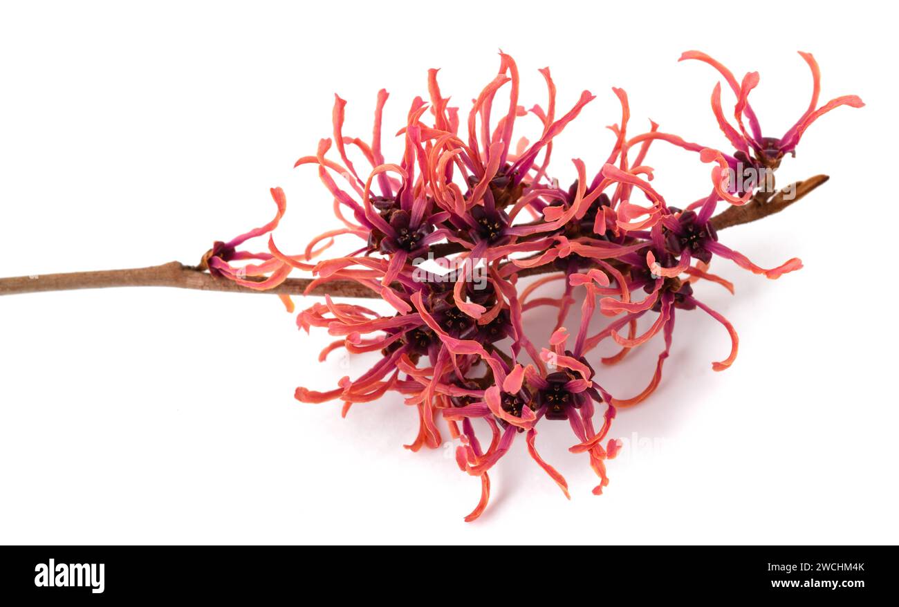 Witch hazel flowers isolated on white background Stock Photo - Alamy