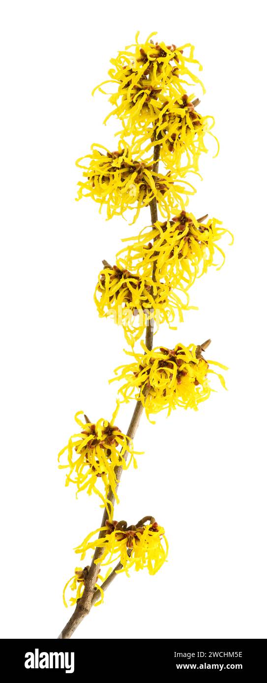 Witch hazel flowers isolated on white background Stock Photo - Alamy