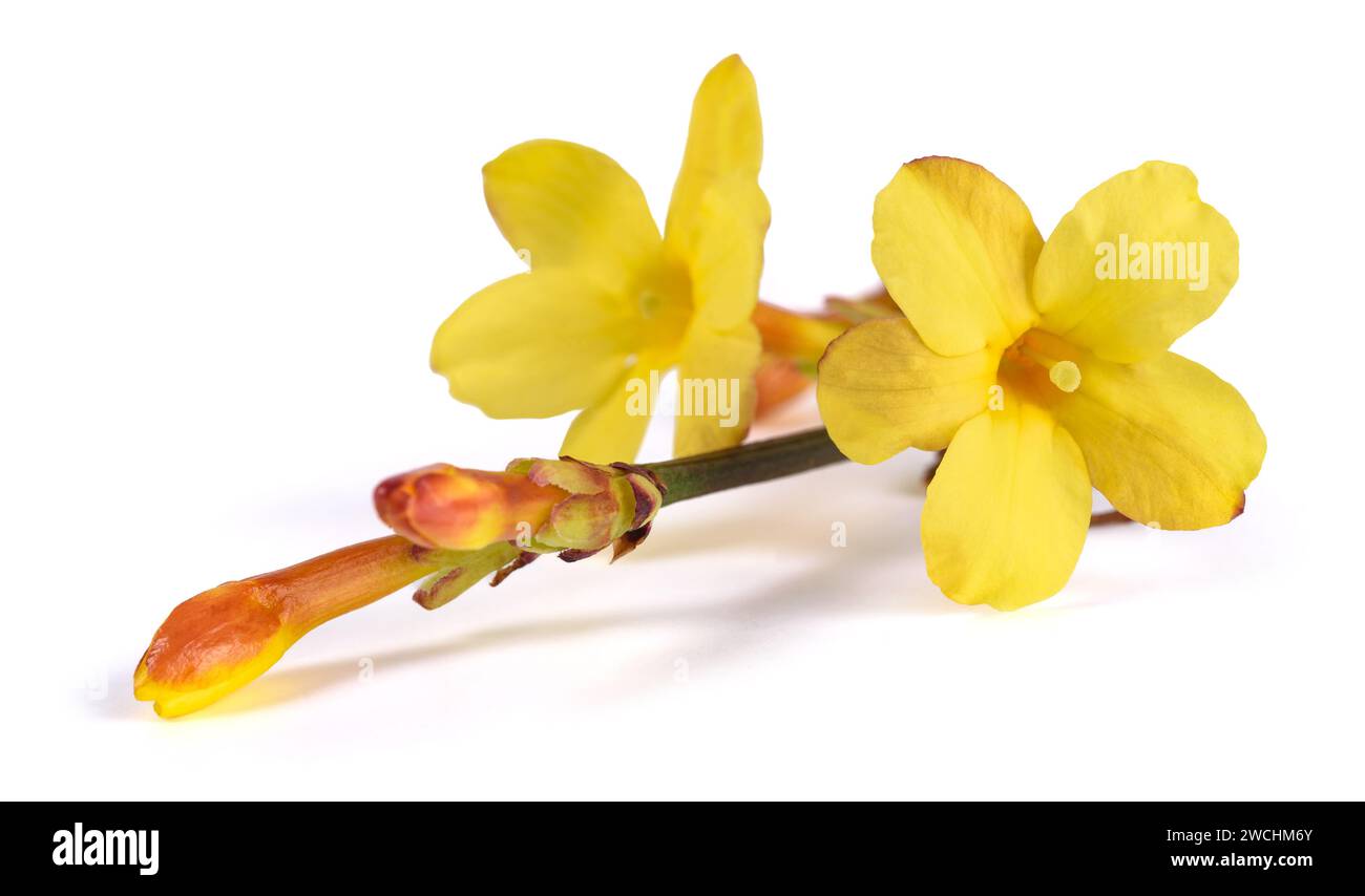 Yellow winter jasmine flowers Cut Out Stock Images & Pictures - Alamy