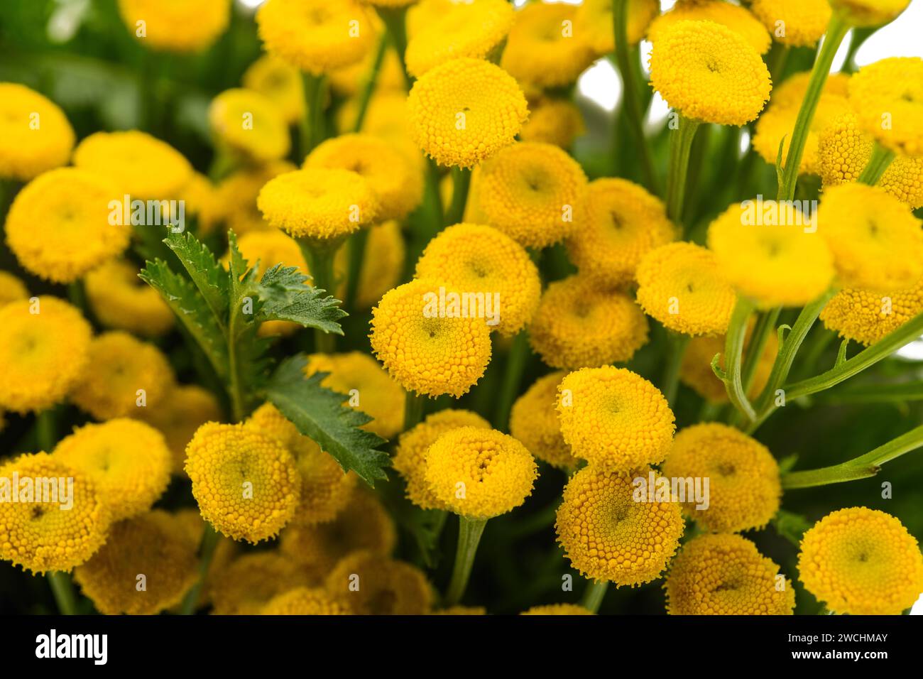 Yellow flower of Tansy (Tanacetum vulgare Stock Photo - Alamy