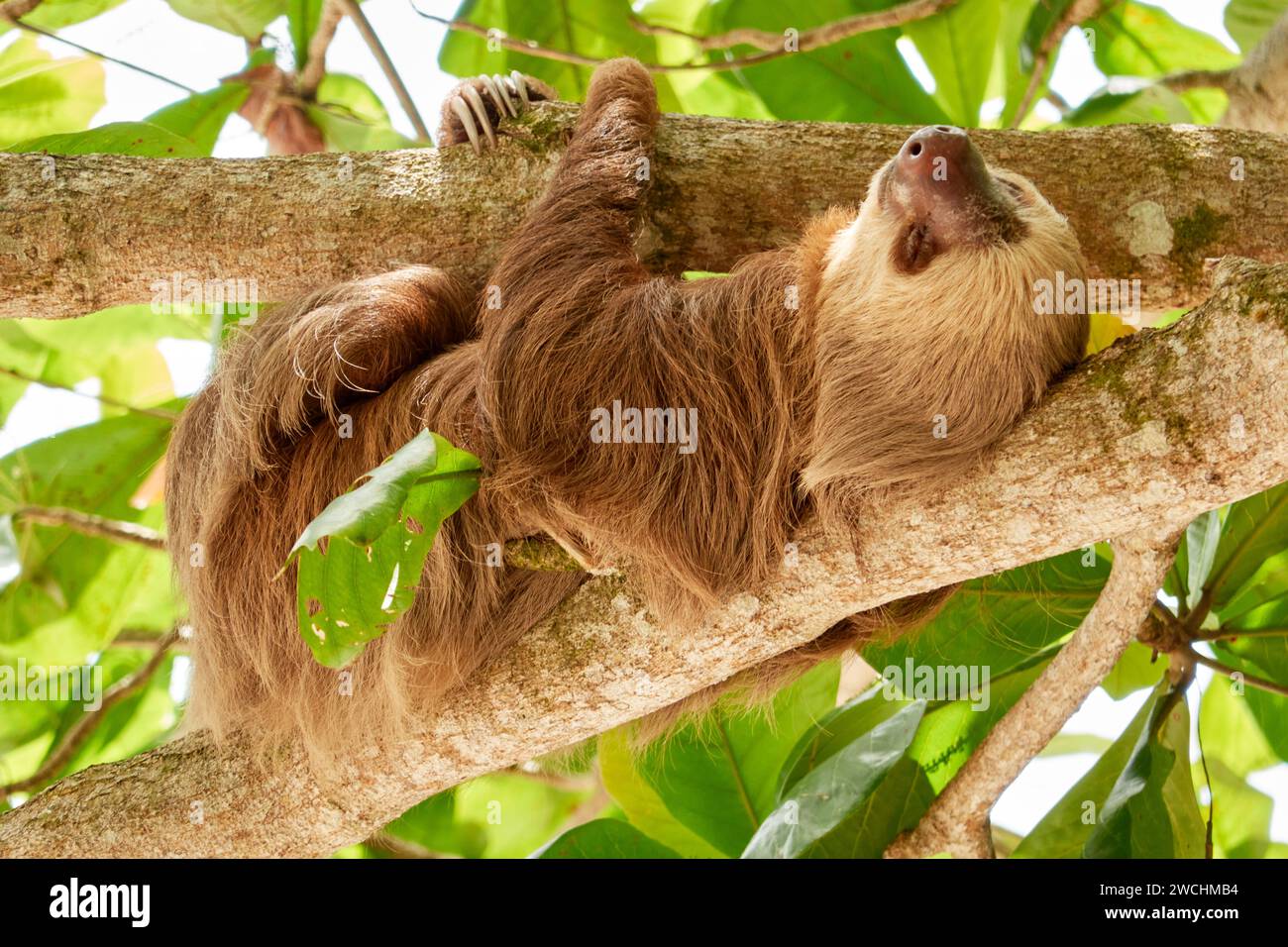 Sloth sleeping hanging upside down in mango tree Stock Photo - Alamy