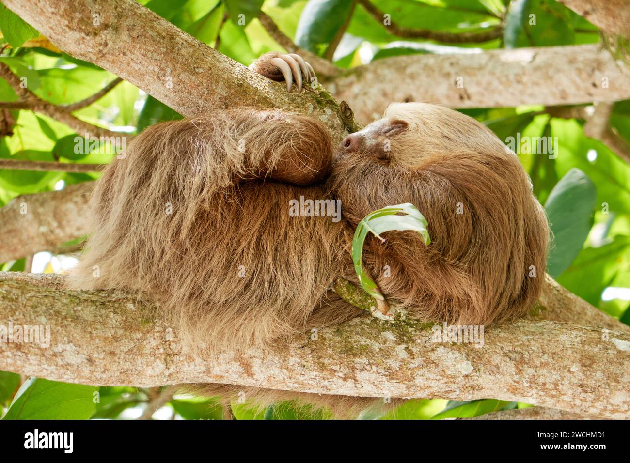 Balled up Sloth hanging in mango tree sleeping Stock Photo - Alamy