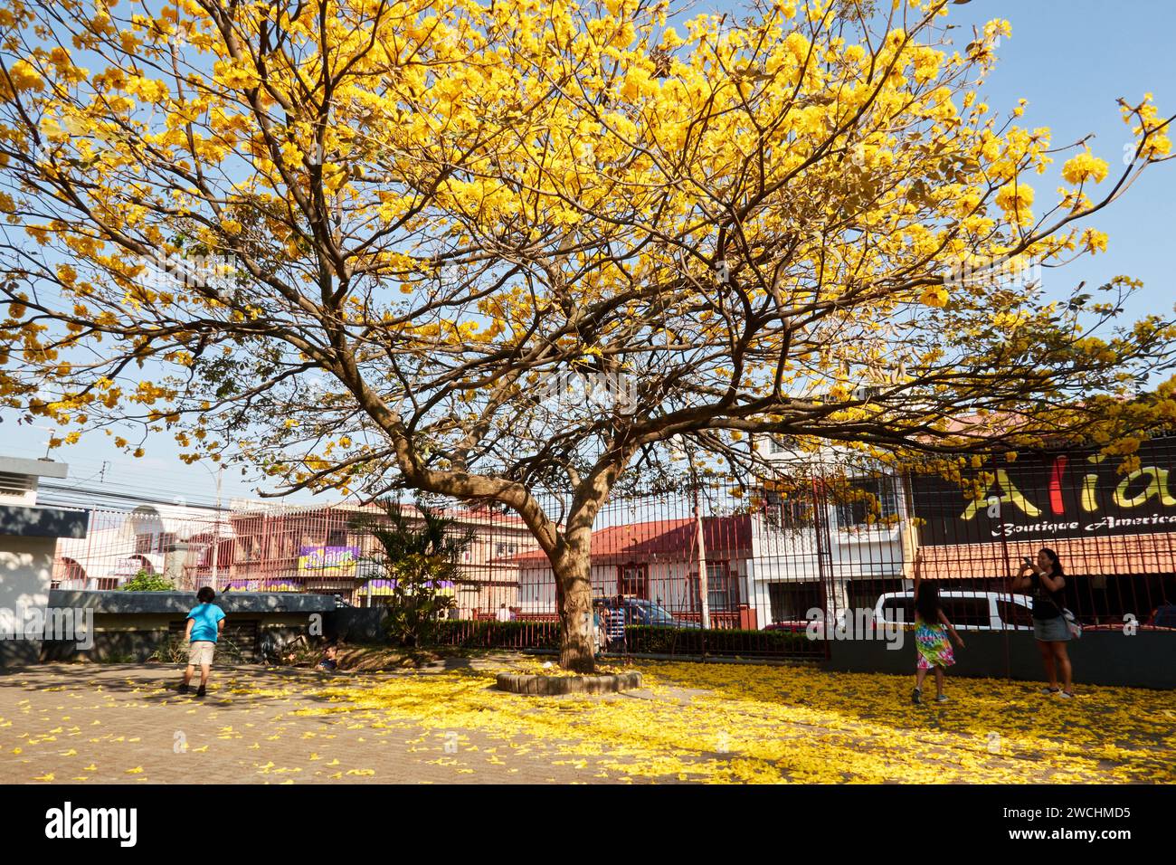 Cortez tree costa rica hi-res stock photography and images - Alamy