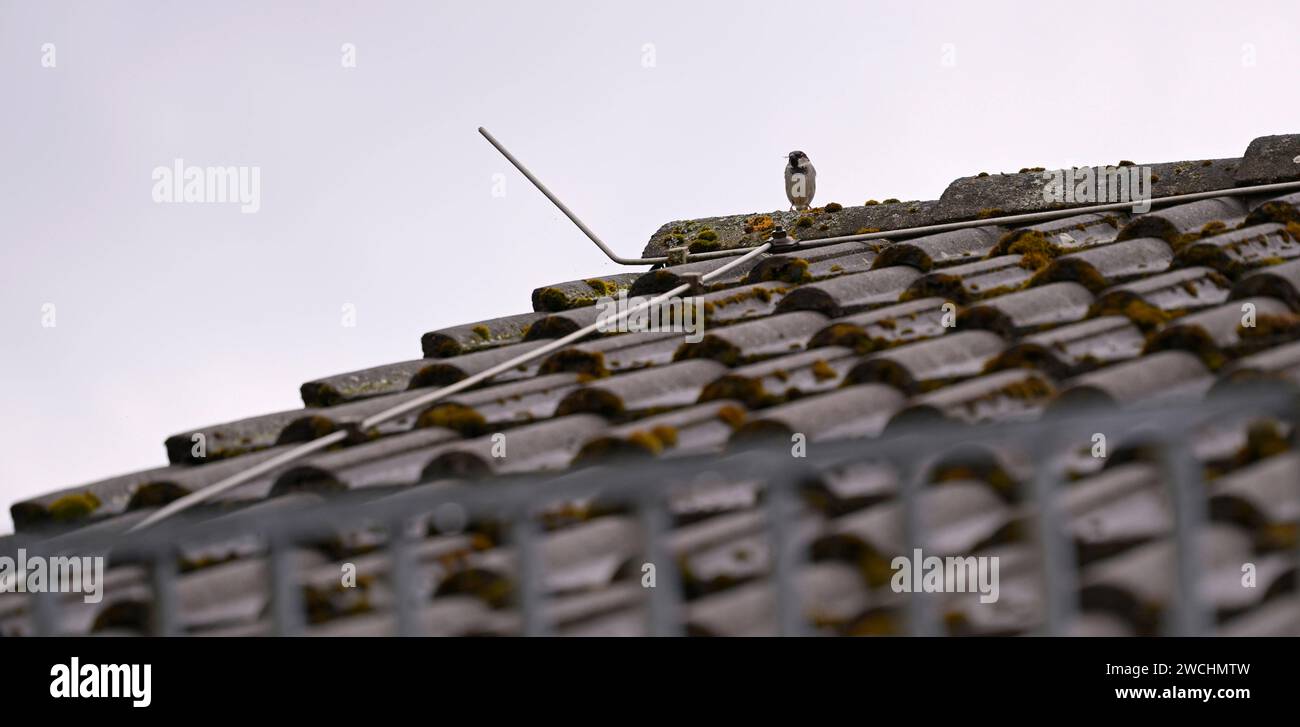 16.01.2024, Haus in Bayern, Unterallgäu, Blitzableiter über den ...