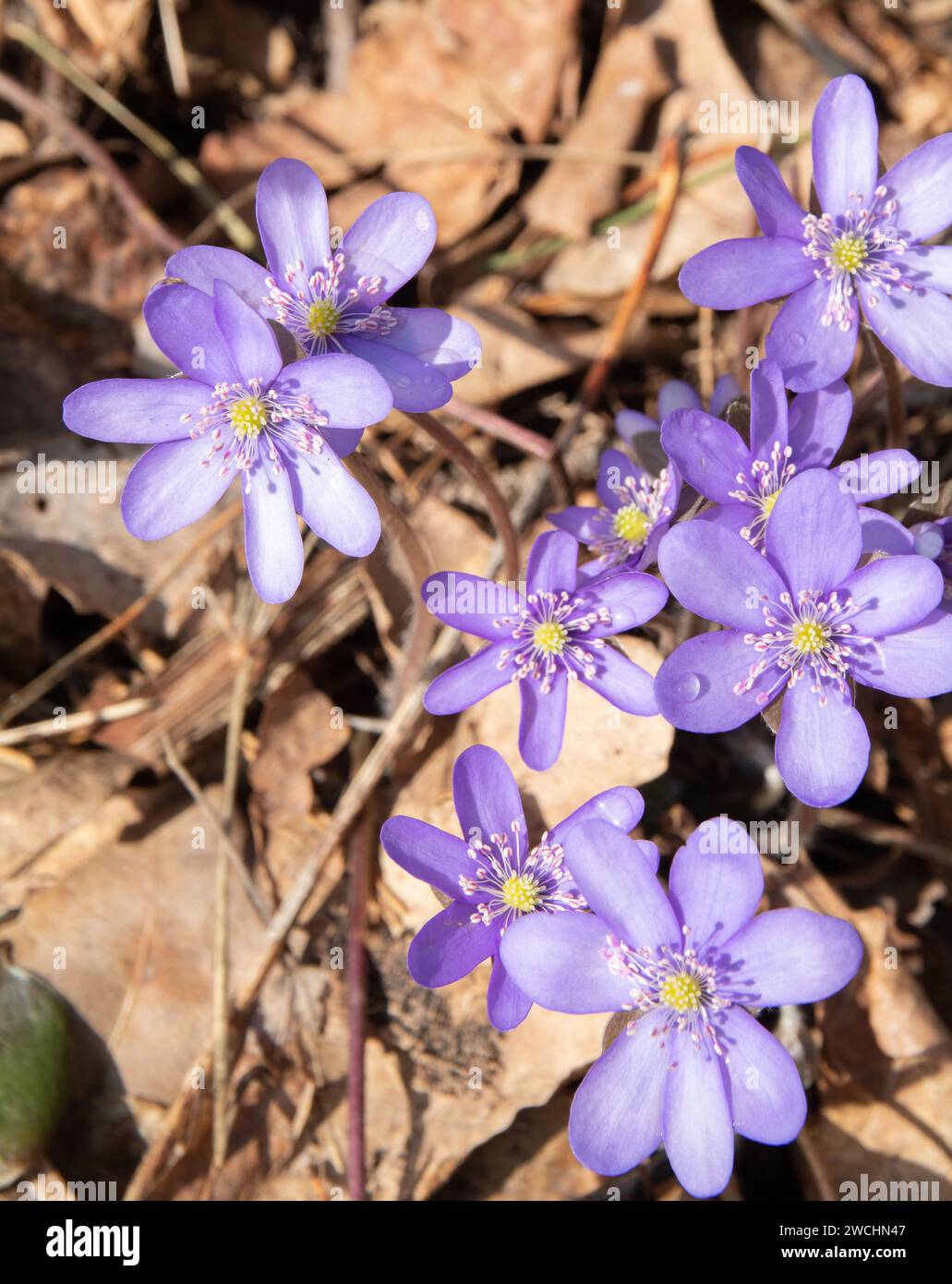 Springtime photography captures the beauty of the forest. The image ...