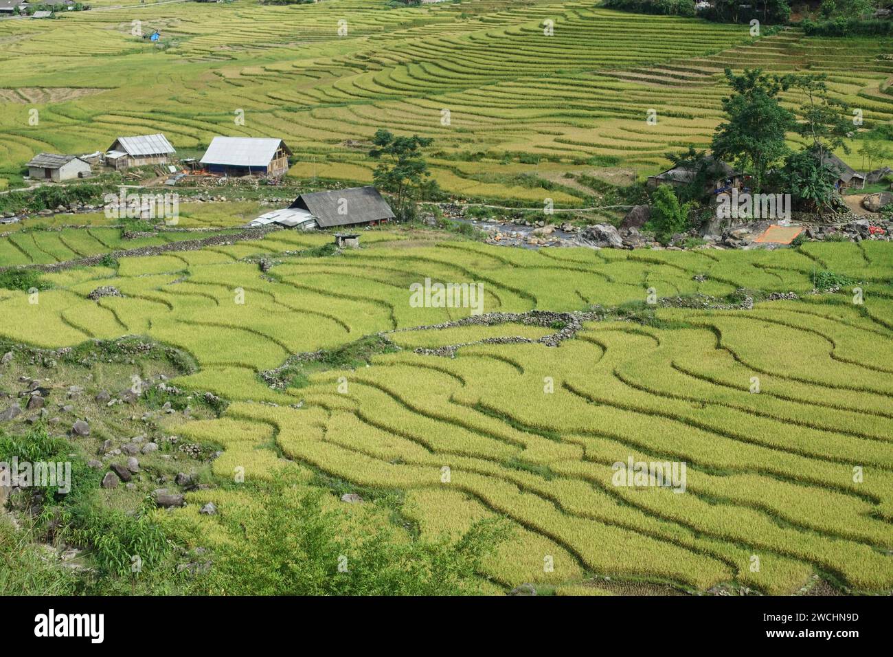 Terraced rice fields fresh green hi-res stock photography and images ...