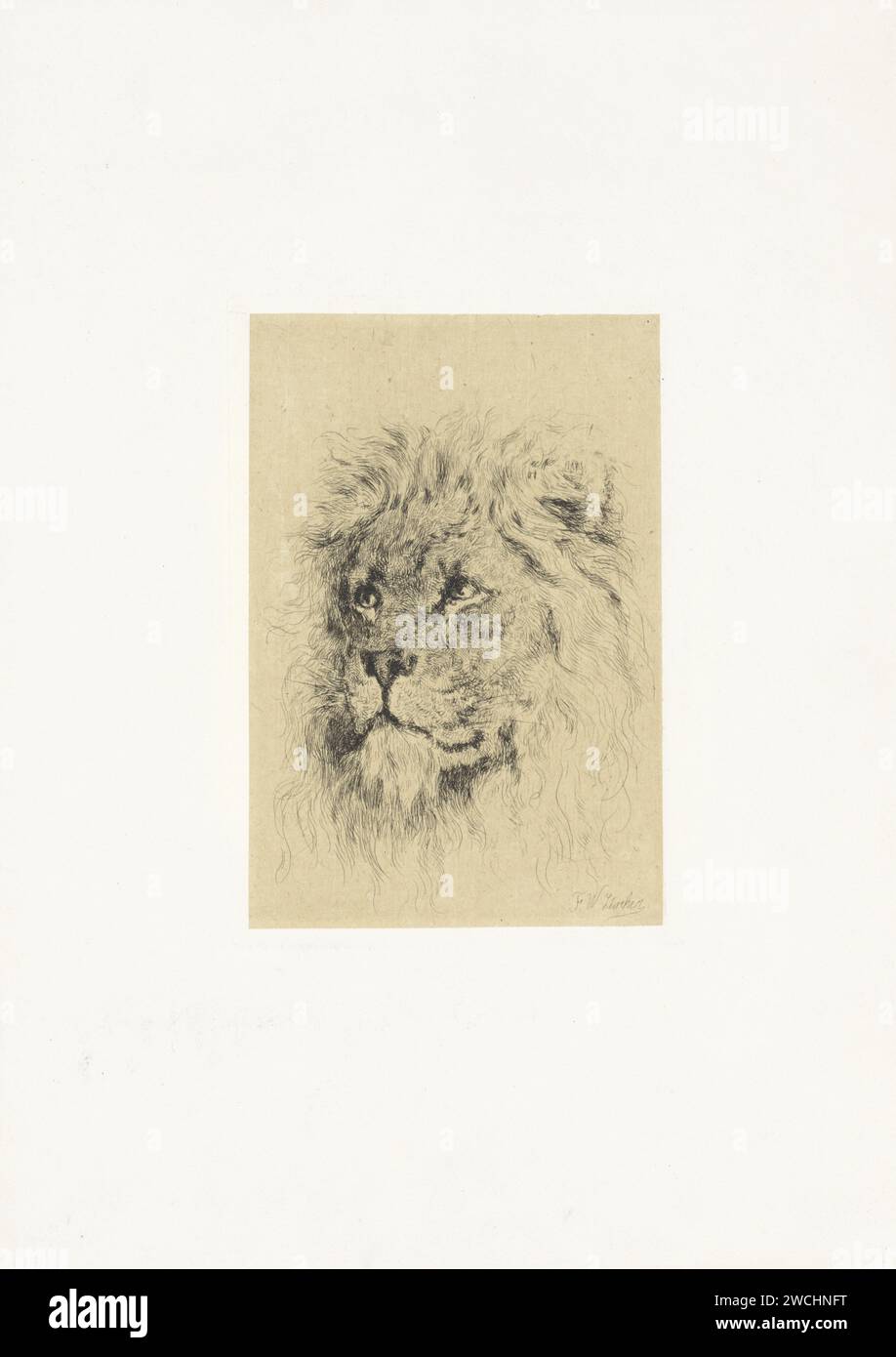 Head of a lion to the left, Frederik Willem Zürcher, 1845 - 1894 print ...