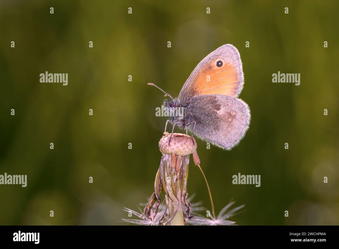 The small heath (Coenonympha pamphilus) is a butterfly species ...