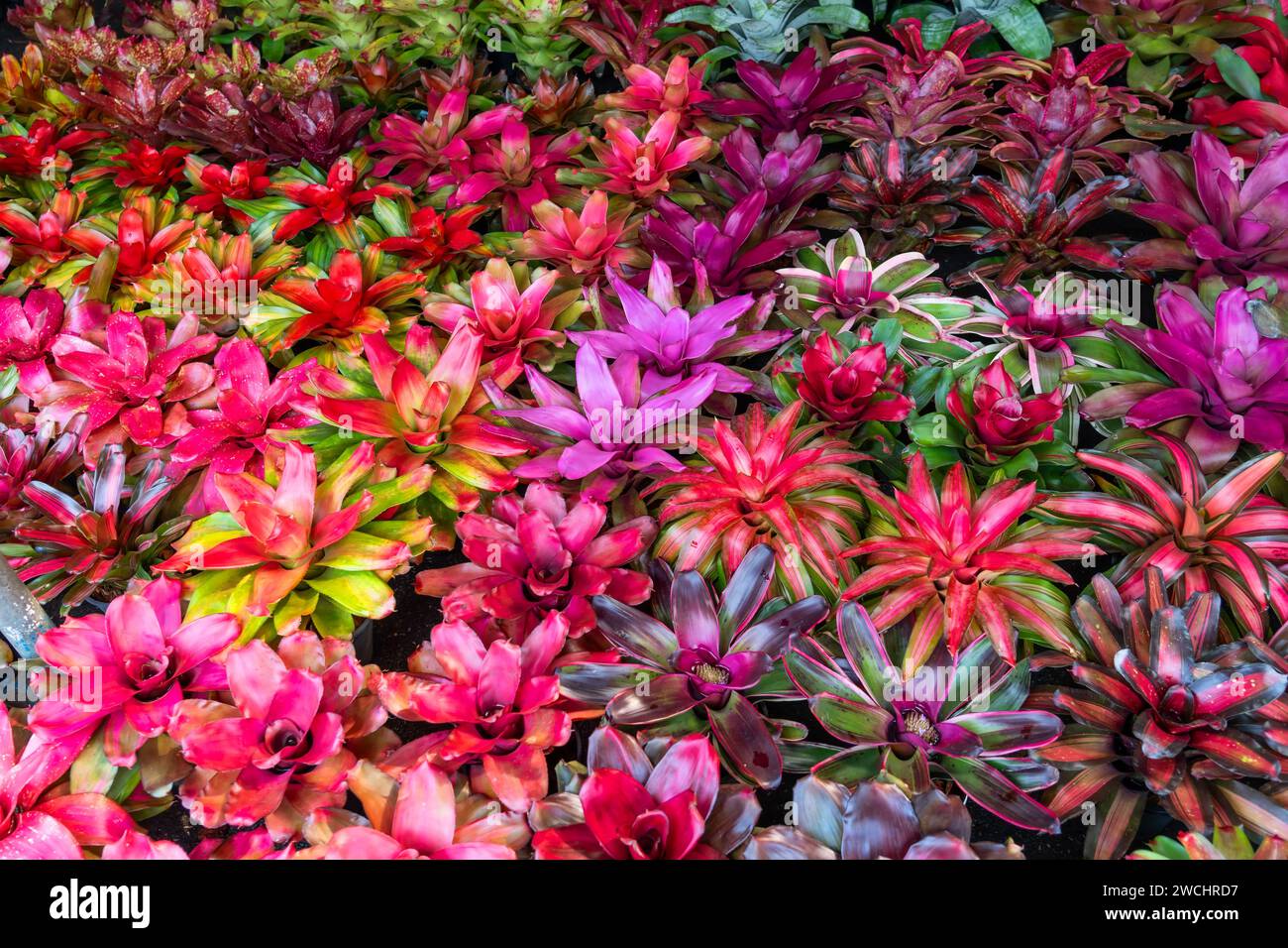 Bromelia multicolor plant with colorful leaves. Field of planted plants ...