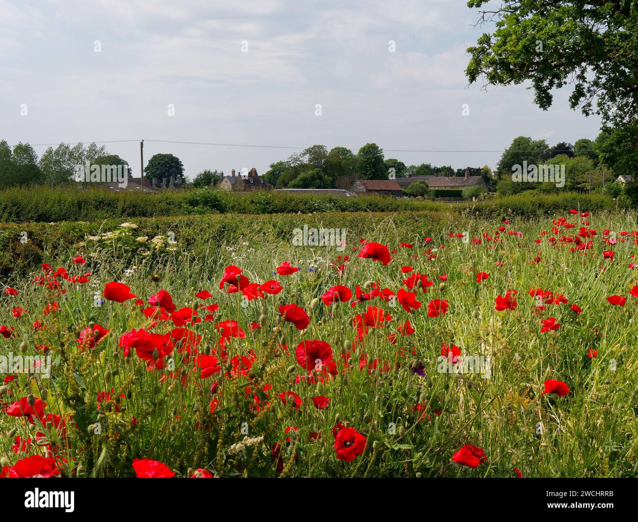 Little coxwell hi-res stock photography and images - Alamy