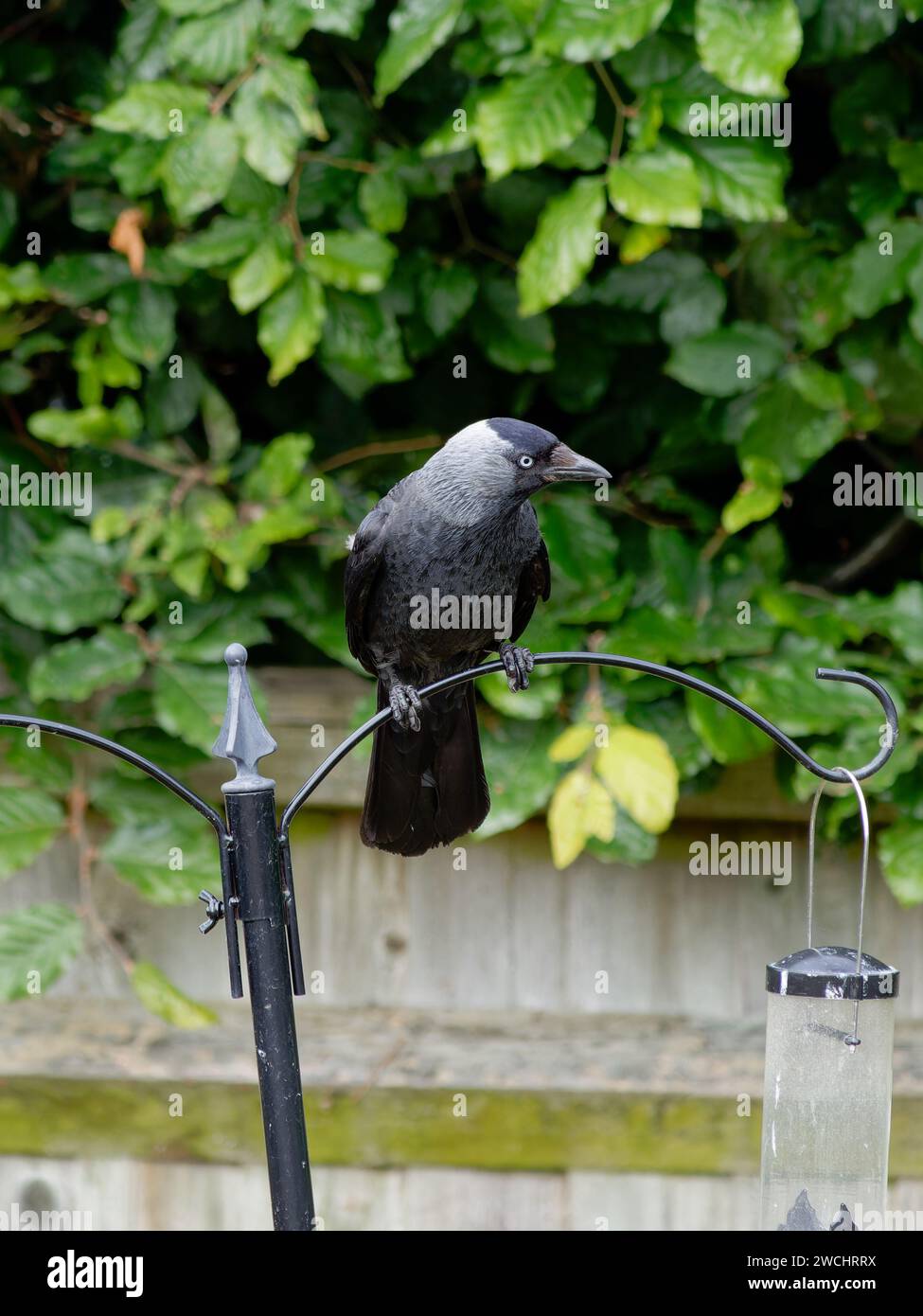 Black short chunky beak hi-res stock photography and images - Alamy
