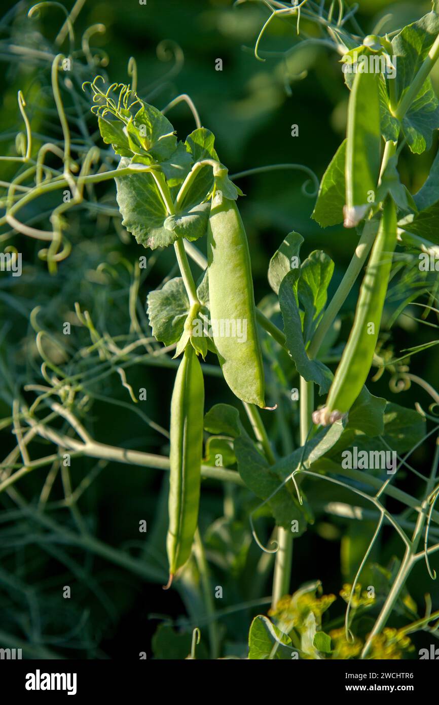 Bright green peas pods on a pea plant grow in the garden. Growing peas ...