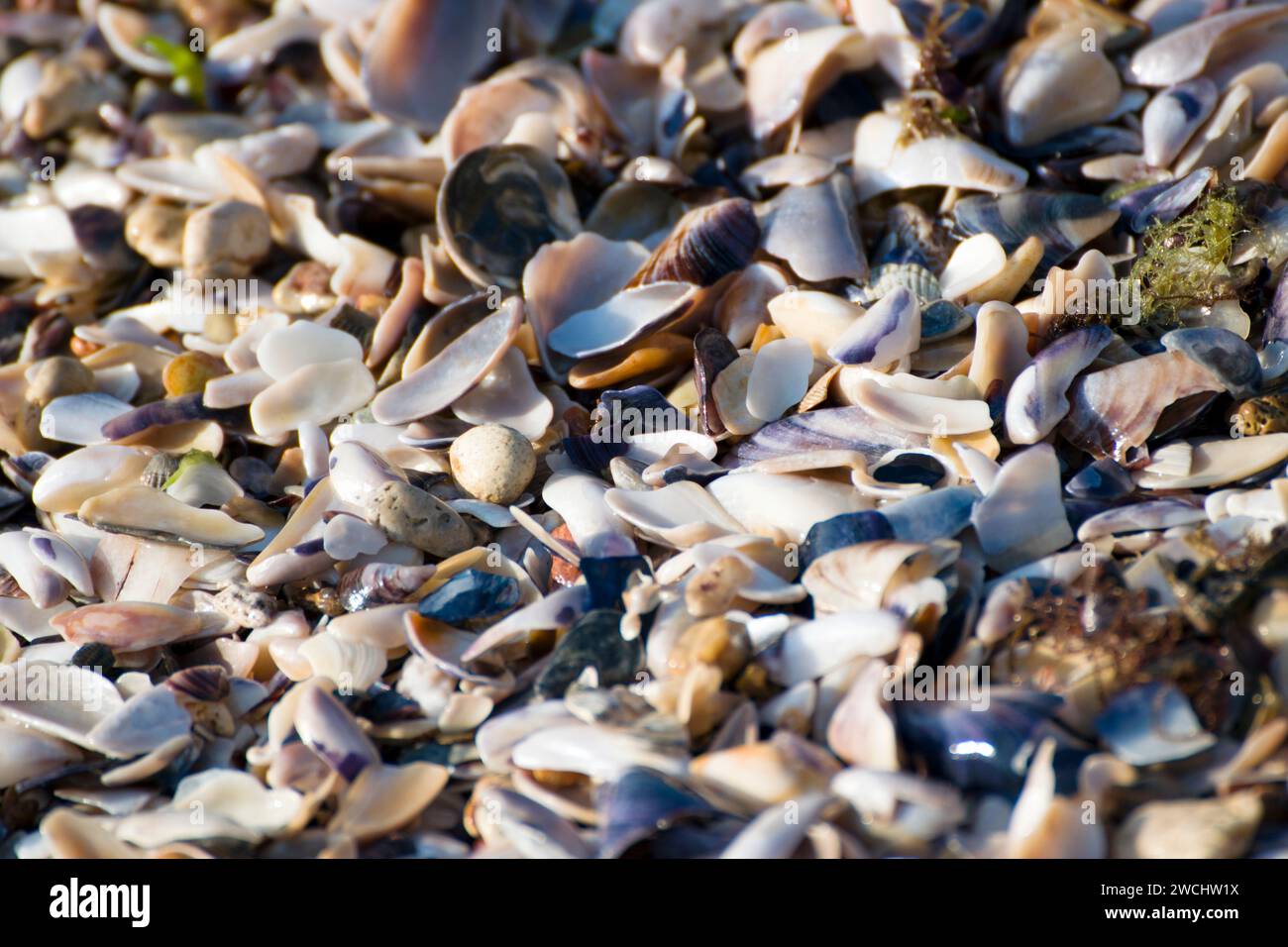 Texture of pebbles, seashells, shells fragments and seaweed on beach ...