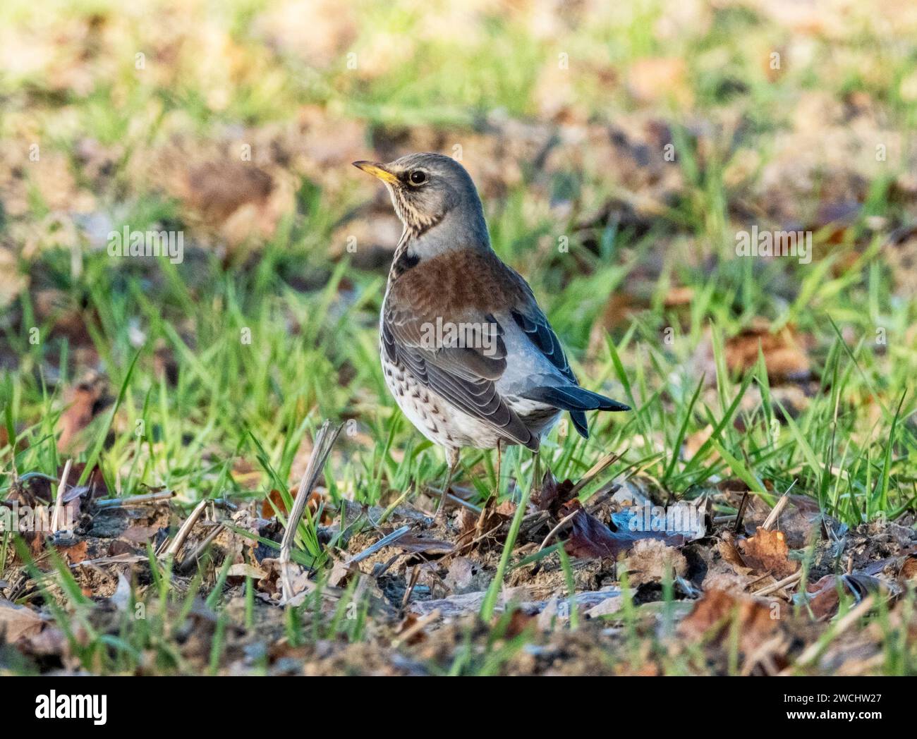 Fieldfare (Turdus pilaris) foraging in a field Perthshire, Scotland ...