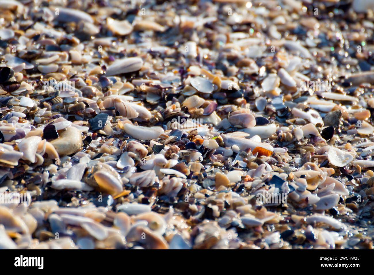 Texture of pebbles, seashells, shells fragments and seaweed on beach ...