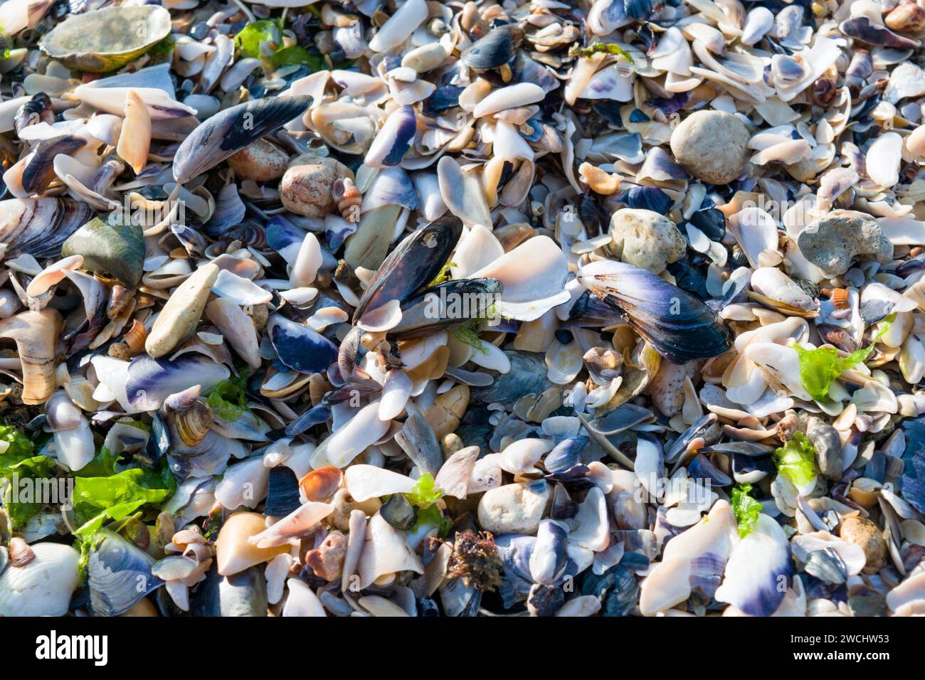 Texture of pebbles, seashells, shells fragments and seaweed on beach ...