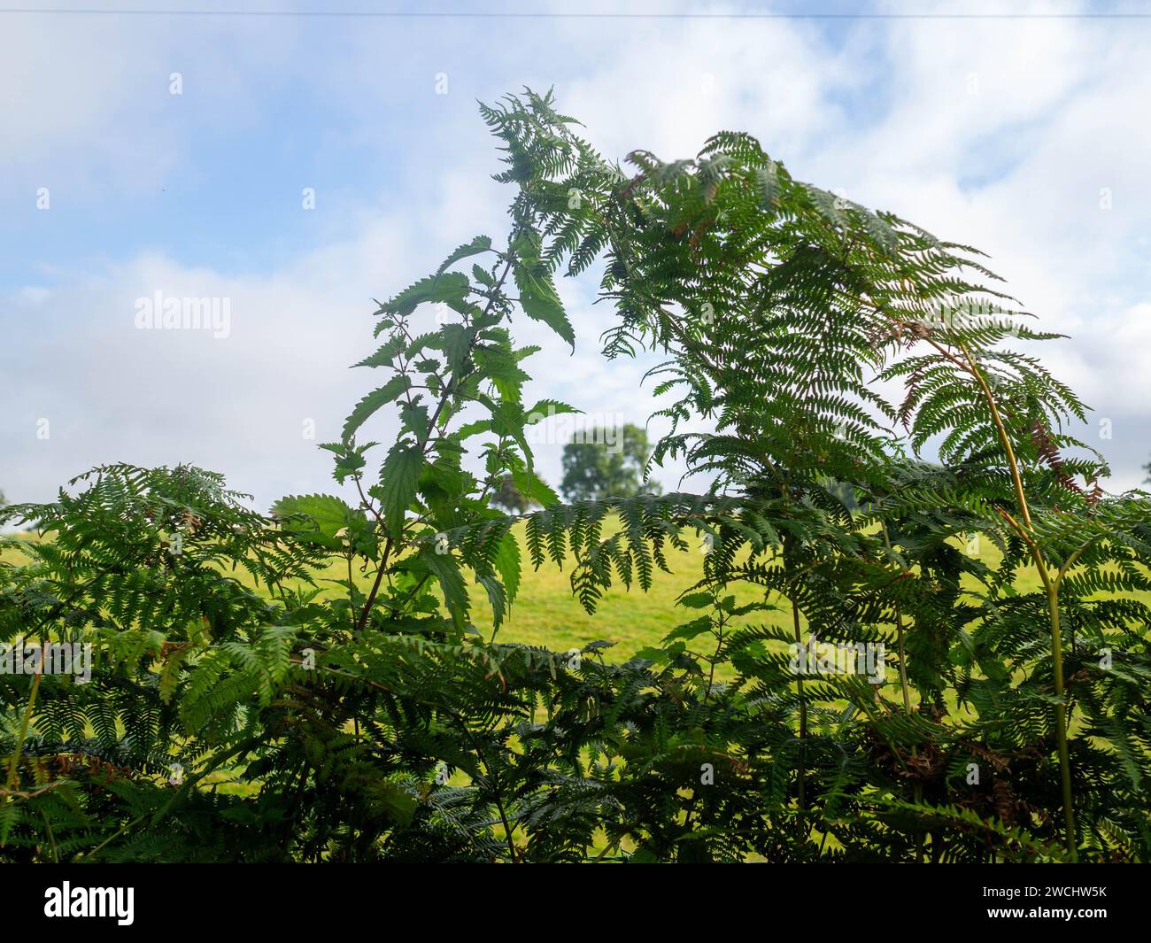 Long nettle and a fern growing together to make a natural frame for the ...