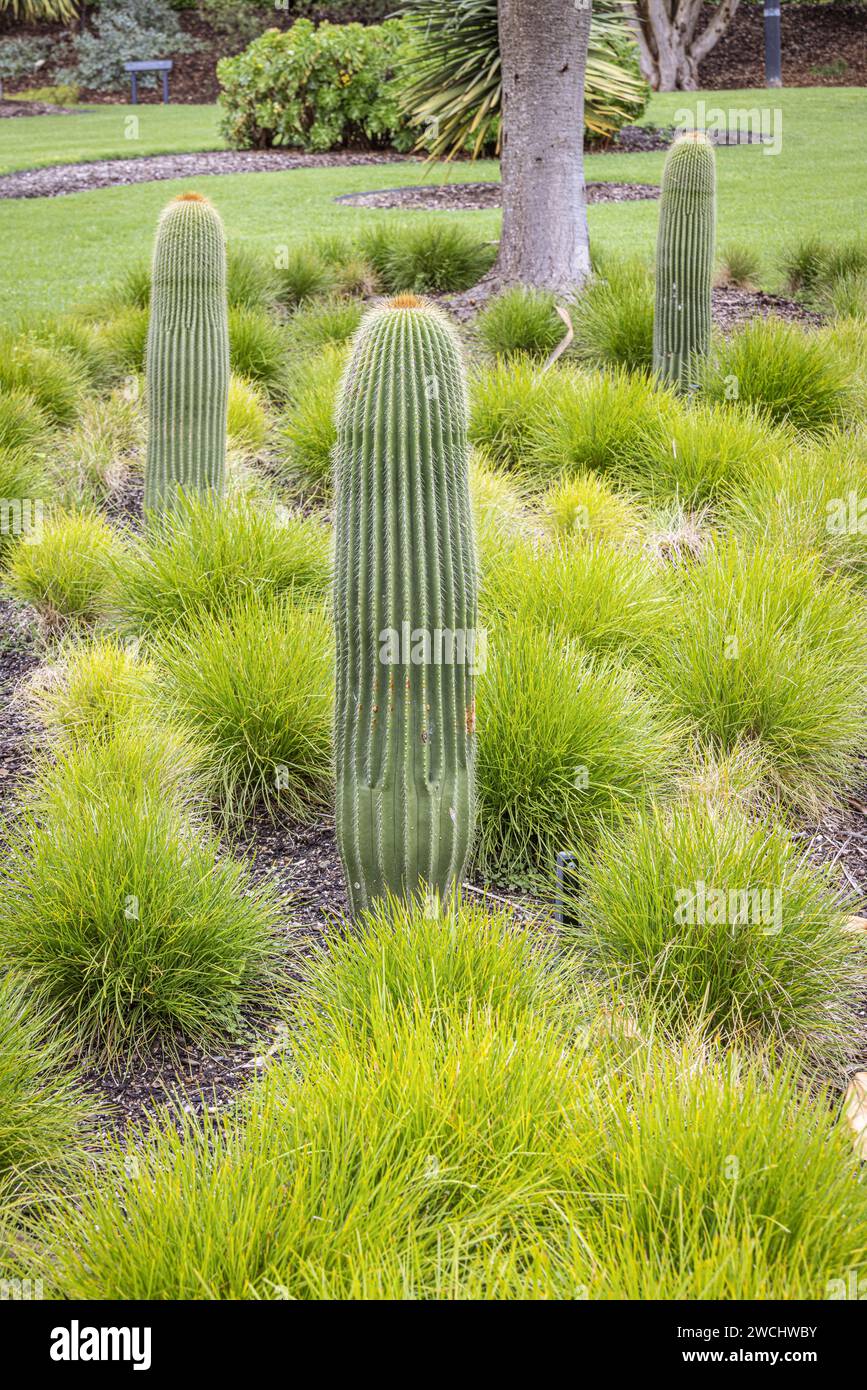 Tall cacti in the Royal Botanic Gardens, Sydney, Australia Stock Photo ...