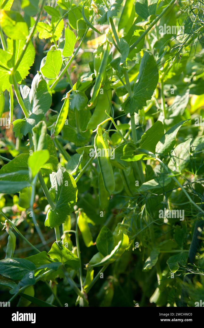 Bright green peas pods on a pea plant grow in the garden. Growing peas ...