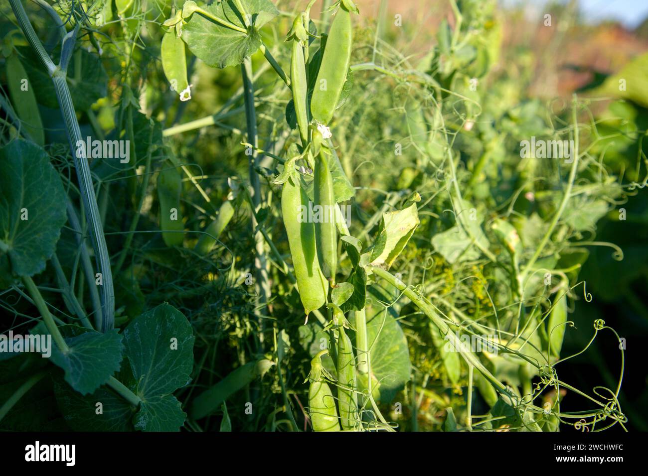 Bright green peas pods on a pea plant grow in the garden. Growing peas ...
