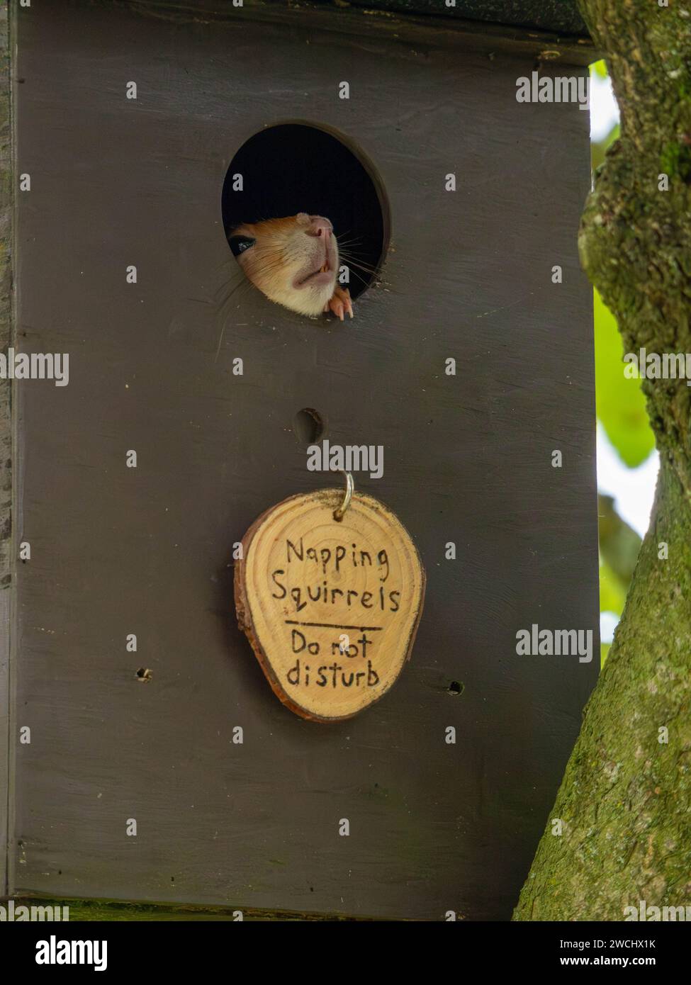 Red Squirrel peeping out of its dray above a sign saying napping ...