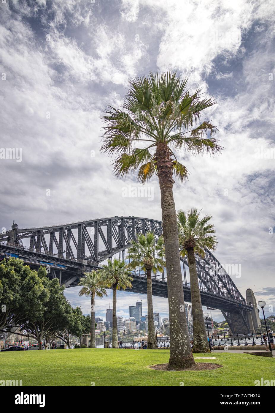 Harbour Bridge and palm trees, Sydney, Australia Stock Photo - Alamy