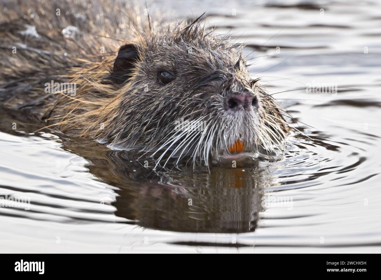 Lietzen, Germany. 16th Jan, 2024. A nutria (Myocastor coypus) swims in ...