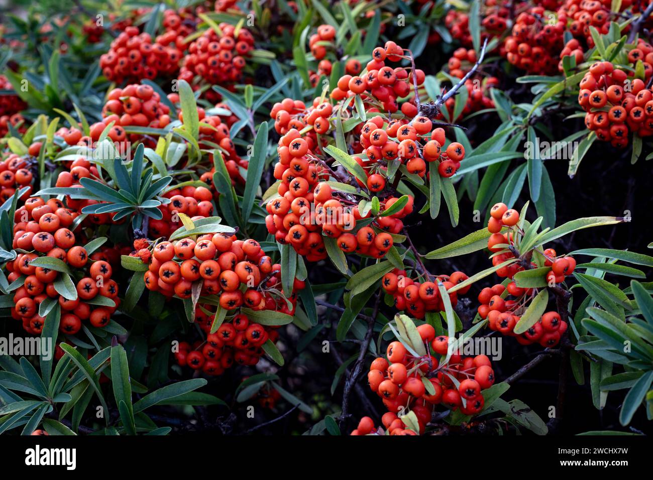 Pyracantha coccinea (Crataegus coccinea). Red berries on a branch Stock Photo - Alamy