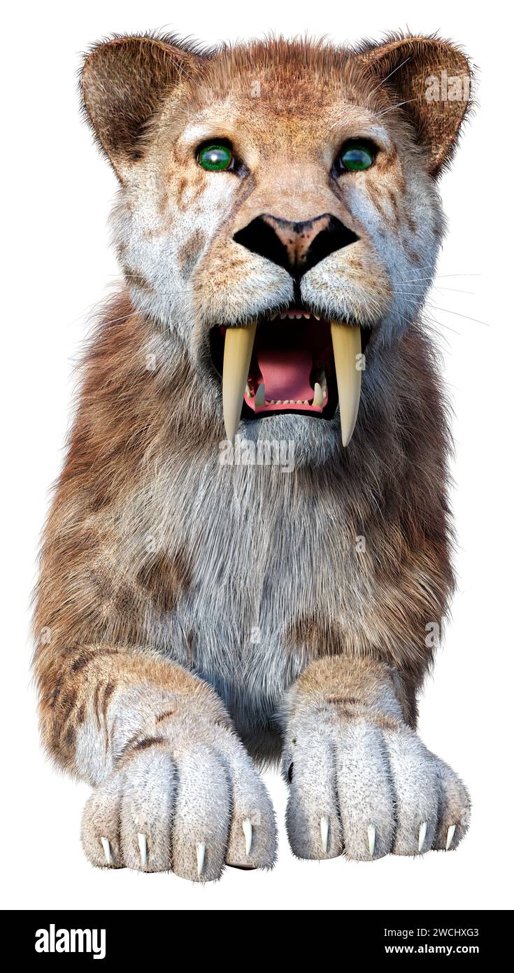 3D rendering of a sabertooth tiger isolated on white background Stock ...