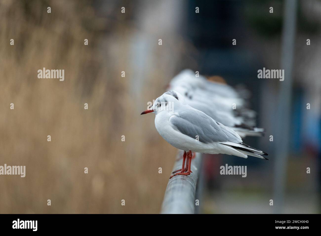 Along Dublin's Bull Island, a graceful Black-Headed Gull adorns the ...