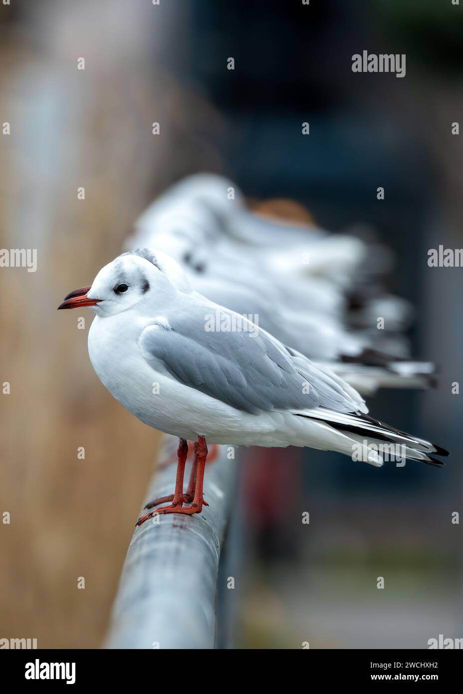 Dublin coastal scenes hi-res stock photography and images - Alamy