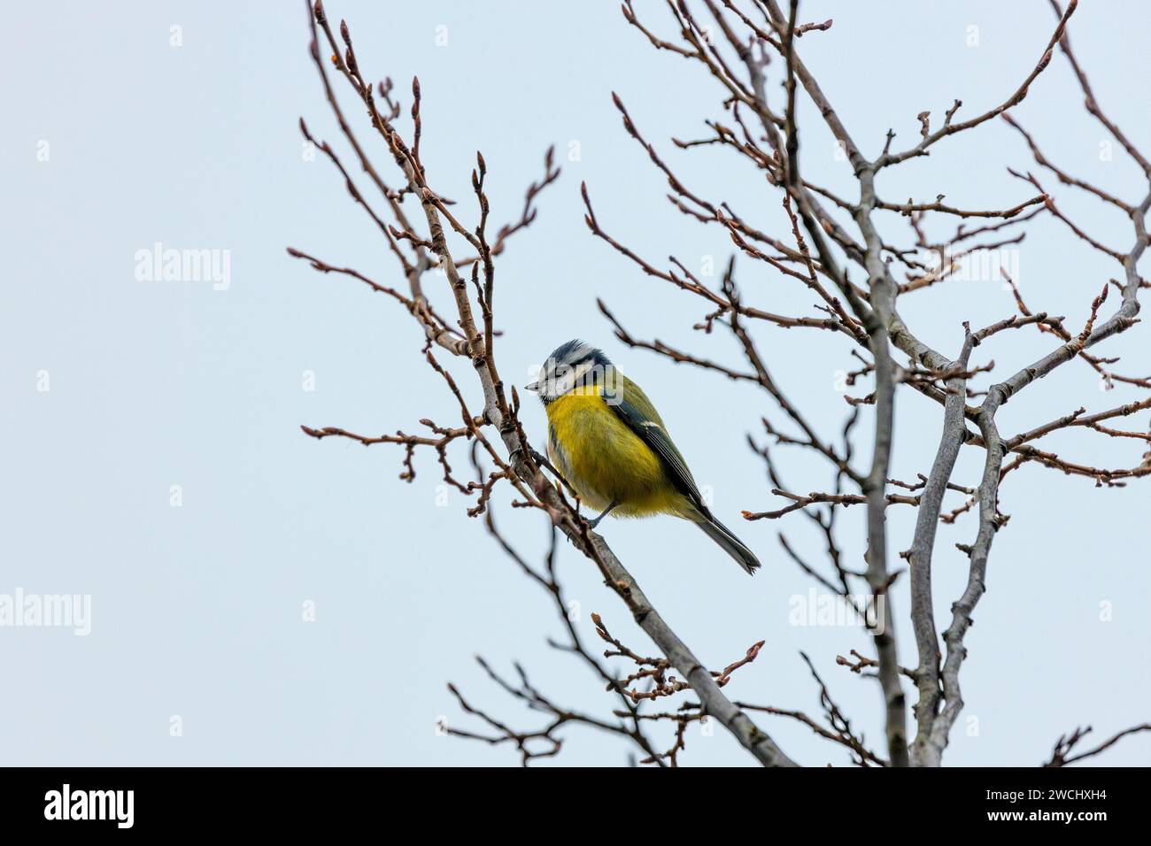Amid Dublin's iconic Phoenix Park, a delightful Blue Tit enchants with ...