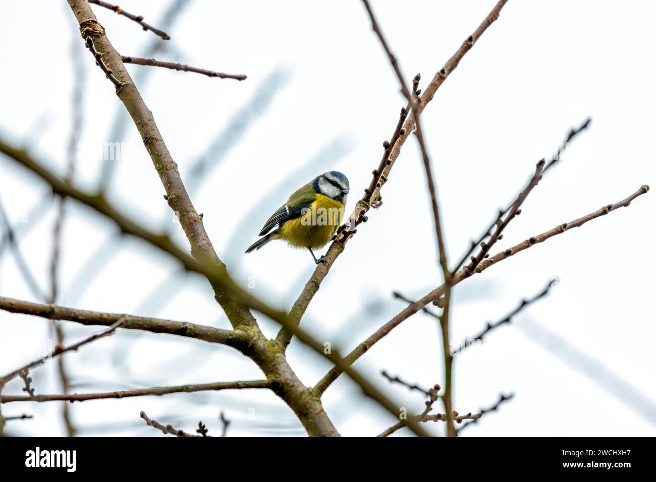 Amid Dublin's iconic Phoenix Park, a delightful Blue Tit enchants with ...