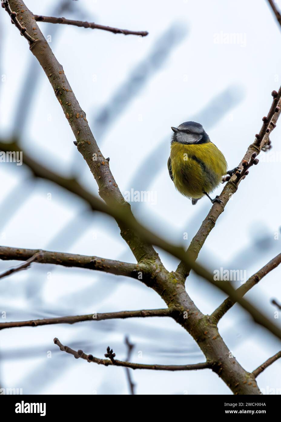 Amid Dublin's iconic Phoenix Park, a delightful Blue Tit enchants with ...