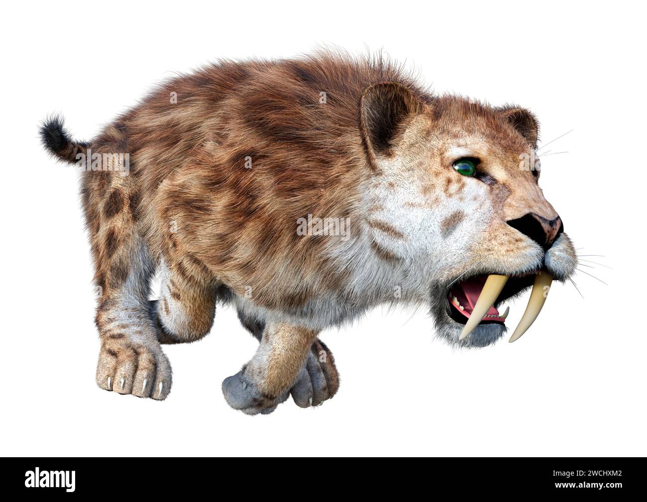 3D rendering of a sabertooth tiger isolated on white background Stock ...