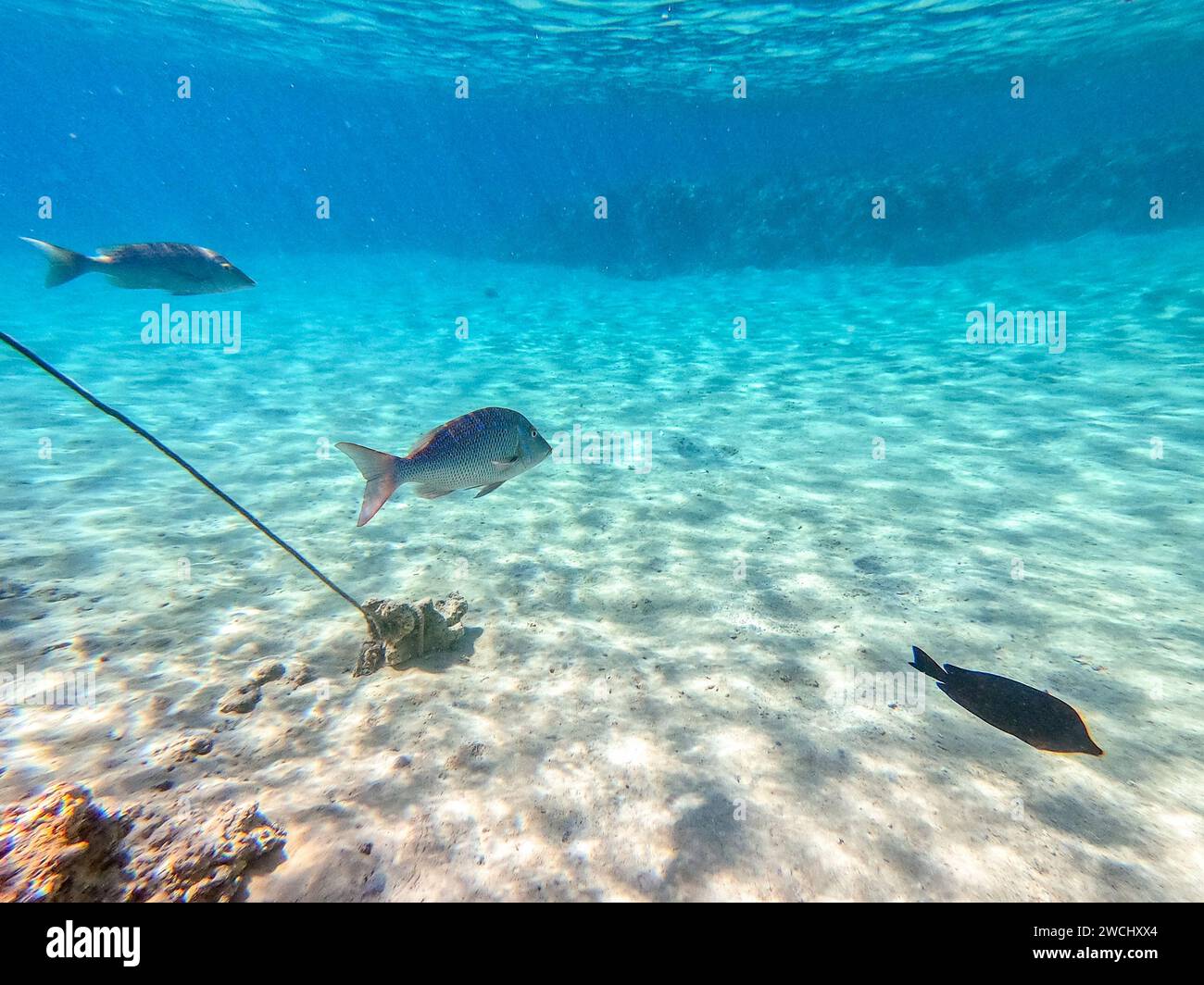 Tropical Spangled Emperor fish known as Lethrinus Nebulosus underwater ...