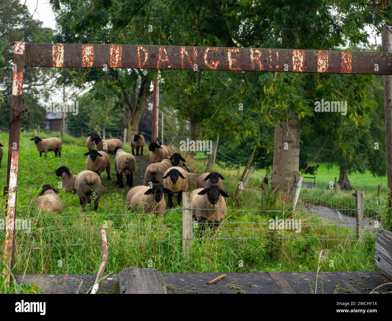 Suffolk Sheep framed by the remnants of an old trailer with the word ...