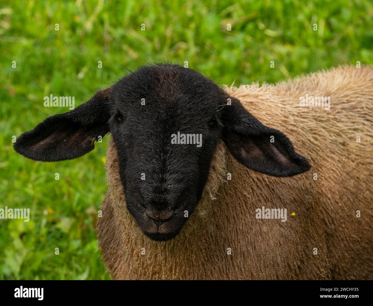 Suffolk Sheep portrait in a lush green field looking directly into the ...