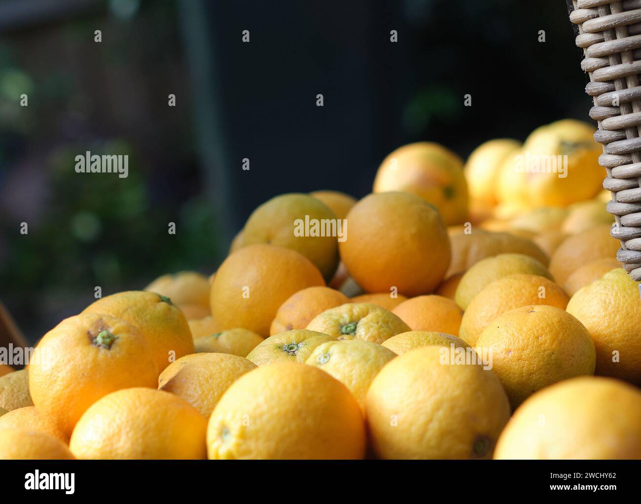 Orangs that have just been picked and ready for sorting Stock Photo - Alamy