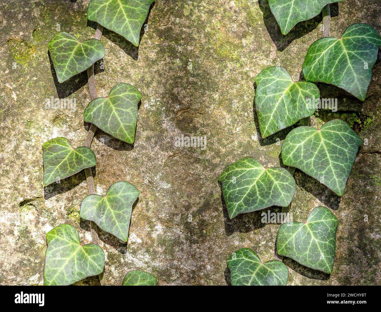 A wall with ivy tendrils with copy space in the center Stock Photo - Alamy