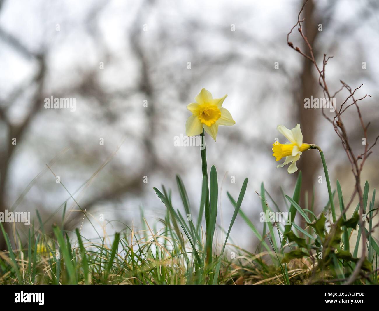 A stunning view of two vibrant yellow daffodils nestled amongst lush ...