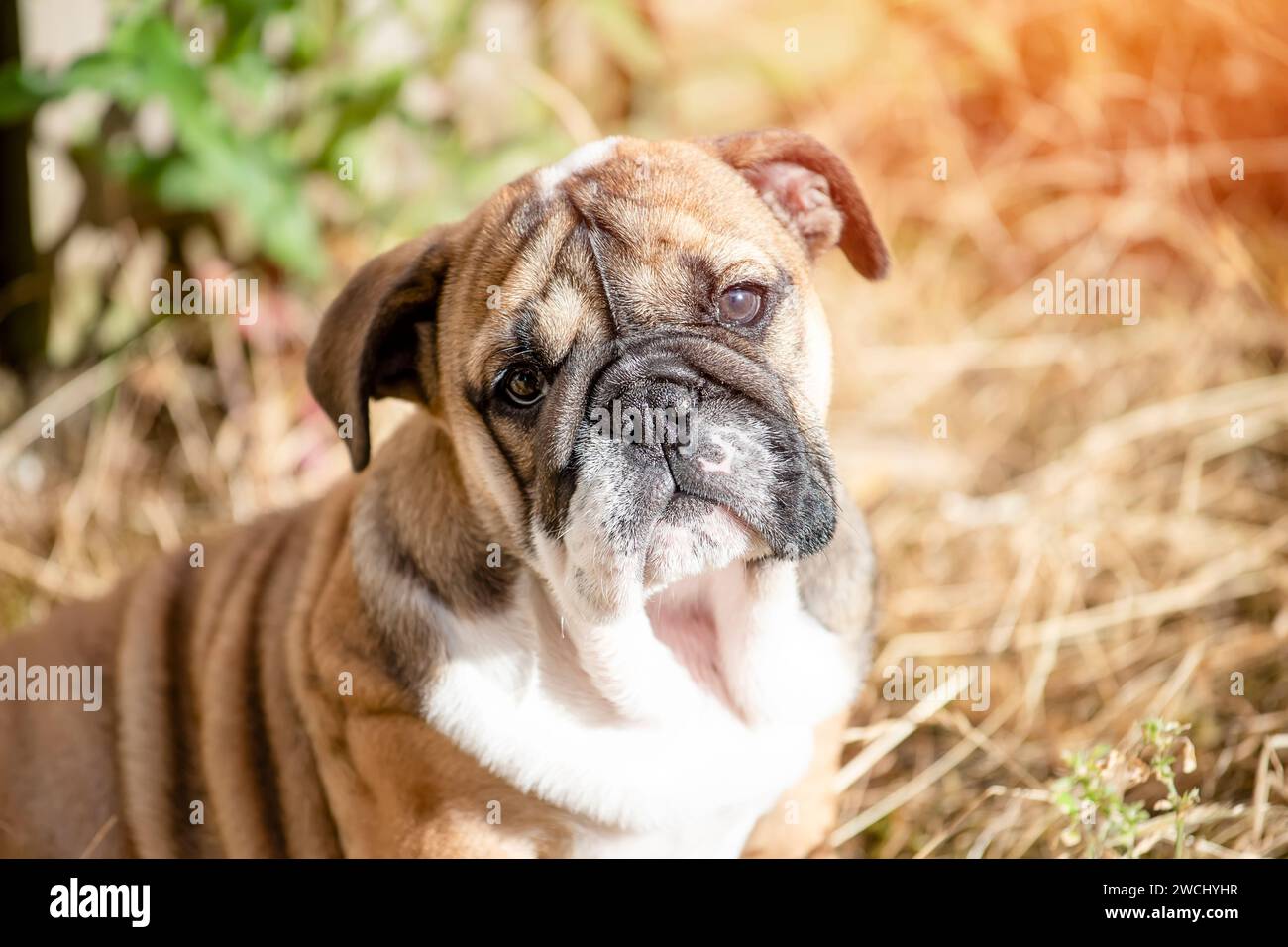 Puppy of Red English Bulldog out for a walk playing, sitting on grass ...
